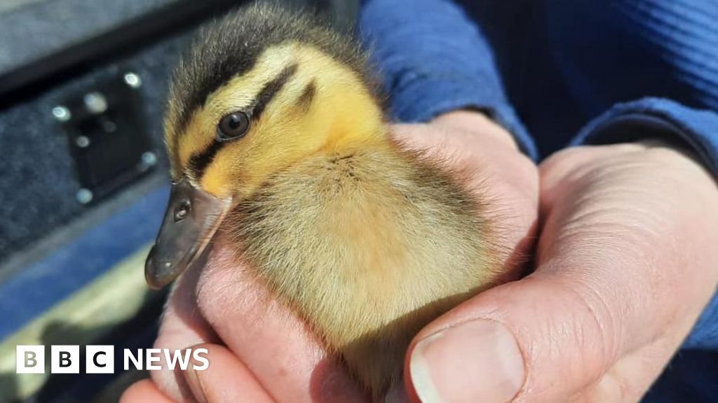 Dog and ducklings rescued by Saffron Walden firefighters