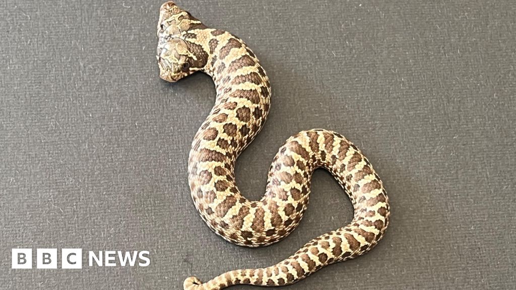 Two-headed snake hatches in Exeter pet shop - BBC News