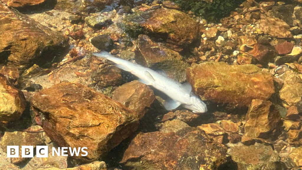 Samples gathered as Cornwall fish deaths investigated