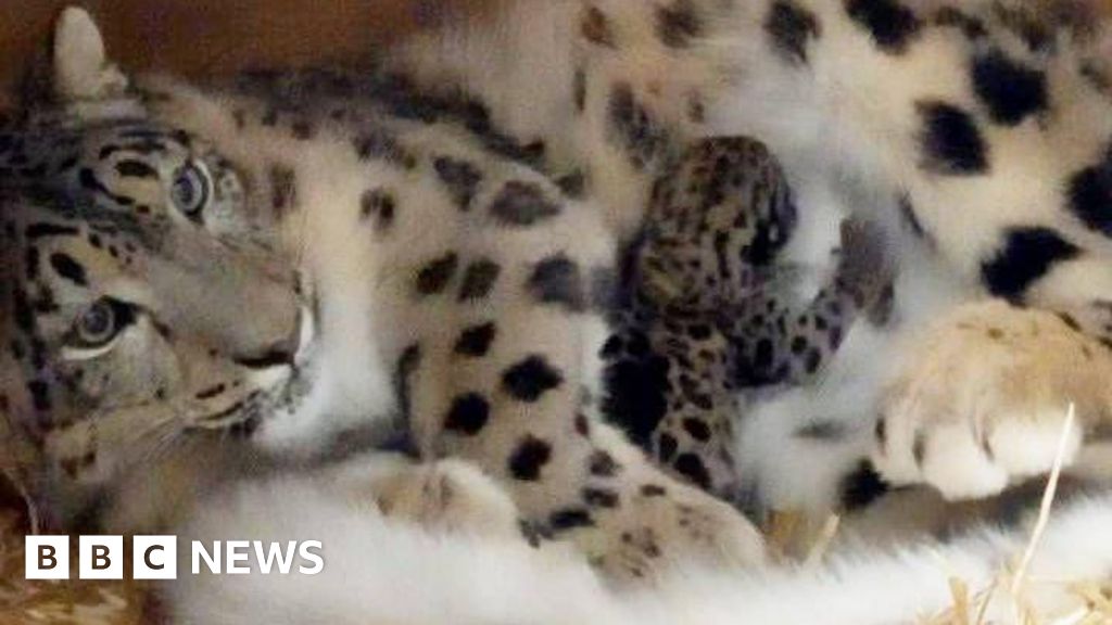Welsh Mountain Zoo: Rare snow leopard born in conservation triumph - BBC News