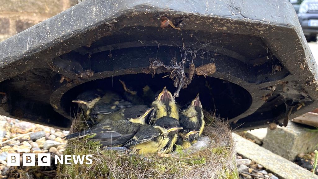 Stowmarket depot sees great tit family nest in cone