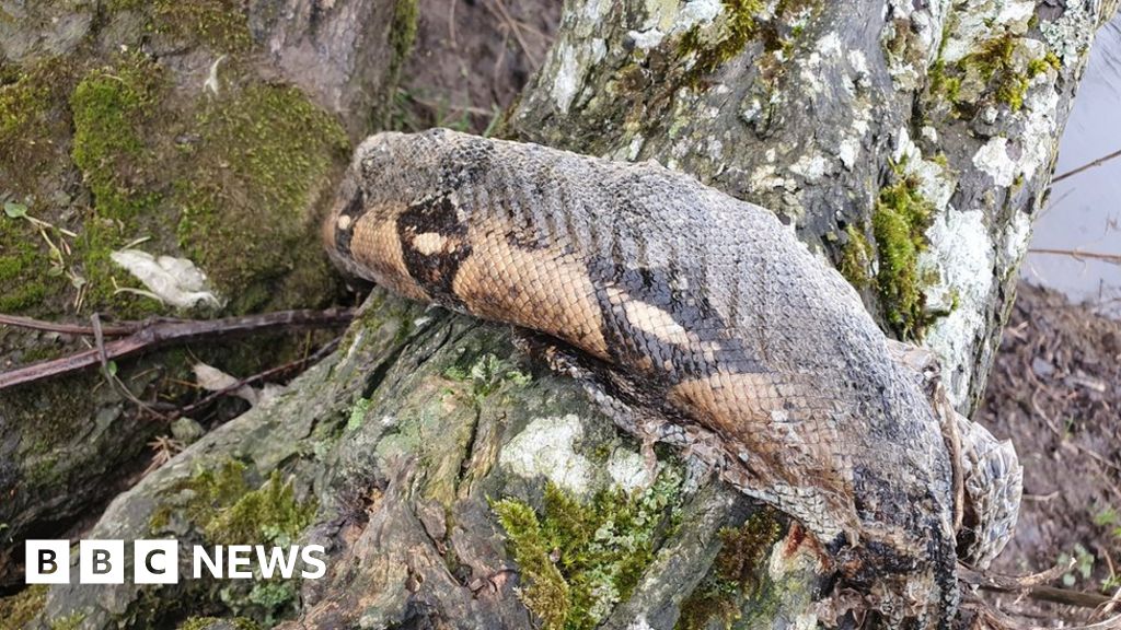 Dead 6ft snake by River Dee baffles conservation workers - BBC News