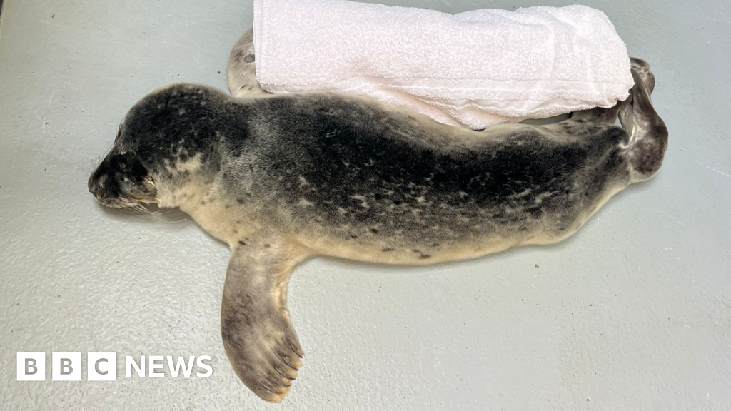 Crimdon Beach seal pup has op on severely infected eye
