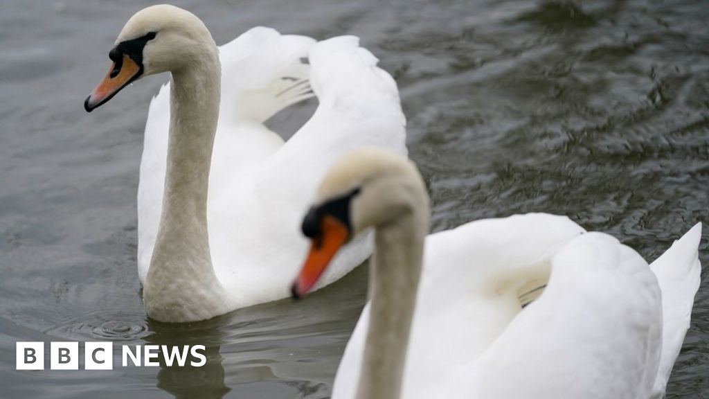 Bird flu: Winsford swans and geese put down over suspected outbreak ...