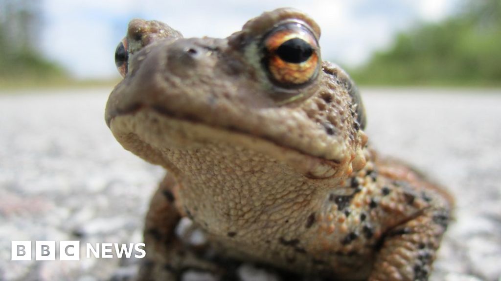 Yorkshire toad charity gets £250,000 funding boost - BBC News