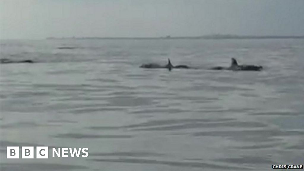 Dolphins join Brighton fishing contest - BBC News