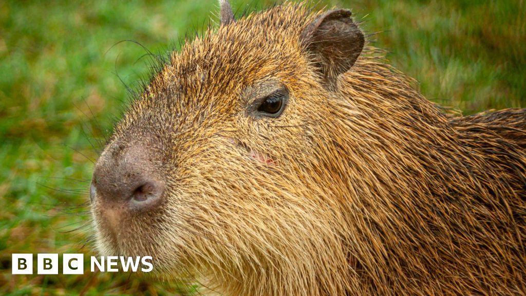 Concerns capybaras have been stolen from farm - BBC News