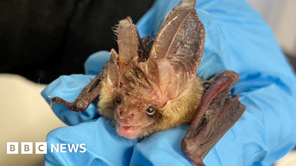 Sticky bat gently rescued from gluey fly trap in Leicestershire home