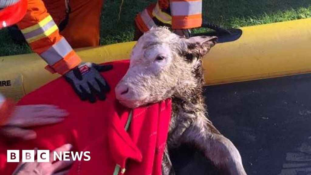 Newborn calf rescued after tumbling into river in Leicestershire - BBC News
