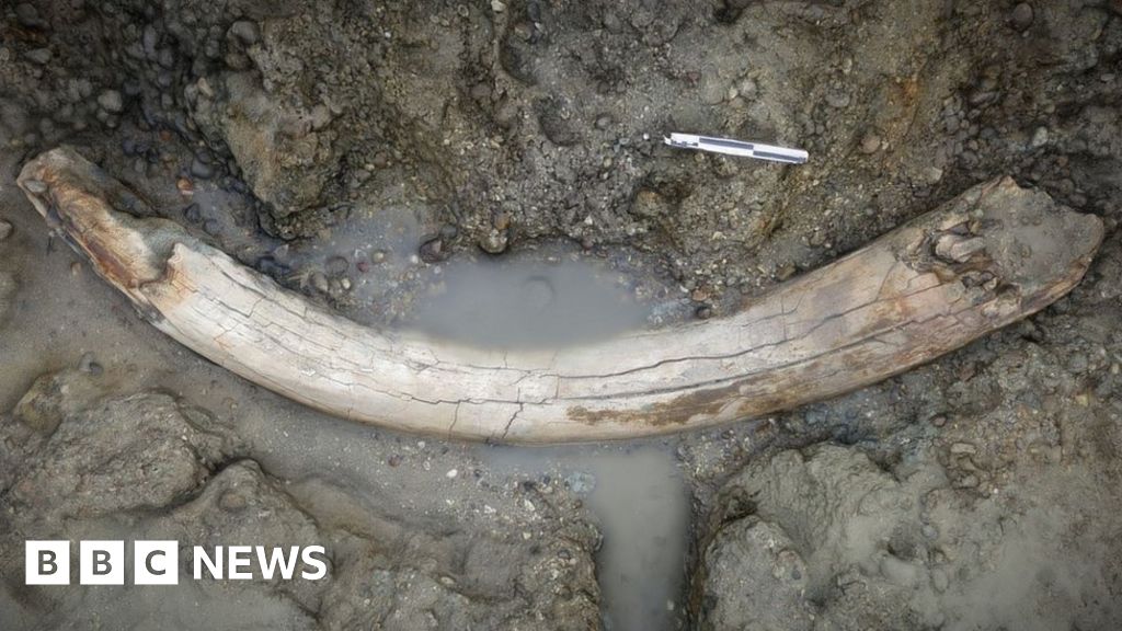 West Mersea mammoth tusk 'dates back 12,000 years' - BBC News