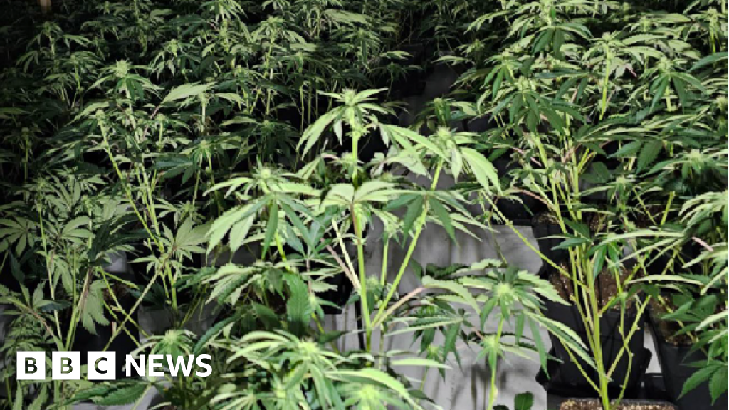 Cannabis worth £4.5m found during anti-gang raids in Norfolk - BBC News