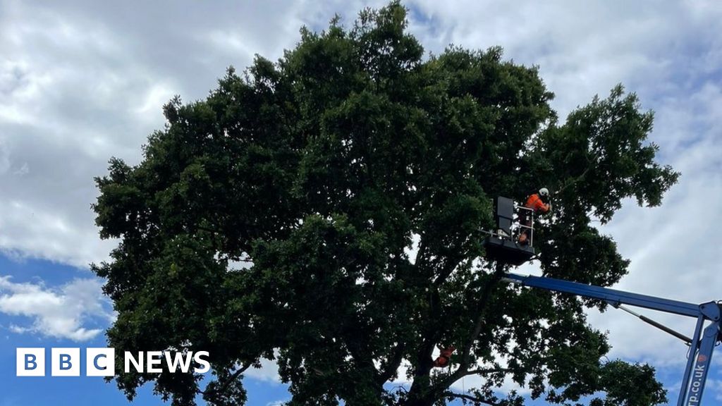 Peterborough: Why did a council cut down a 600-year-old oak tree? - BBC ...