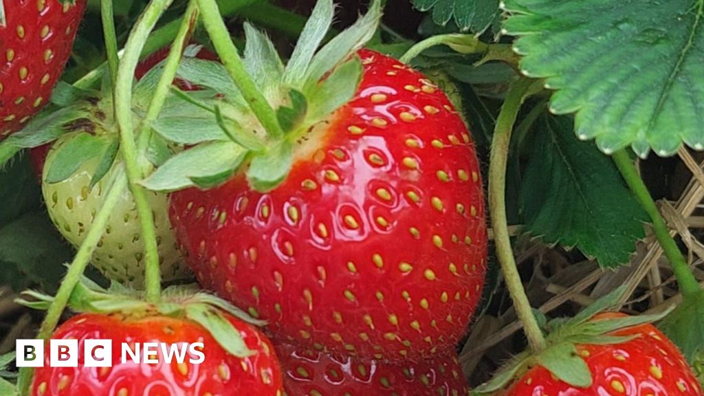 PYO farm near Peterborough enjoys bumper strawberry crop - BBC News