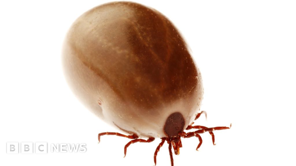 Tick and Lyme disease awareness events for South Uist - BBC News