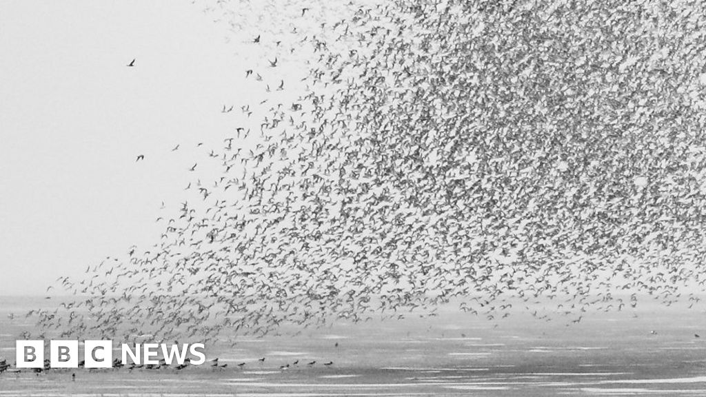 Swirling murmuration of birds caught on camera off Norfolk coast - BBC News