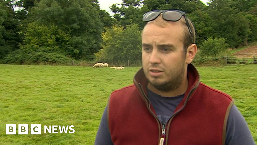 Dogs kill more than 30 lambs in attack in Leominster - BBC News Dogs kill more than 30 lambs in attack in Leominster - BBC News