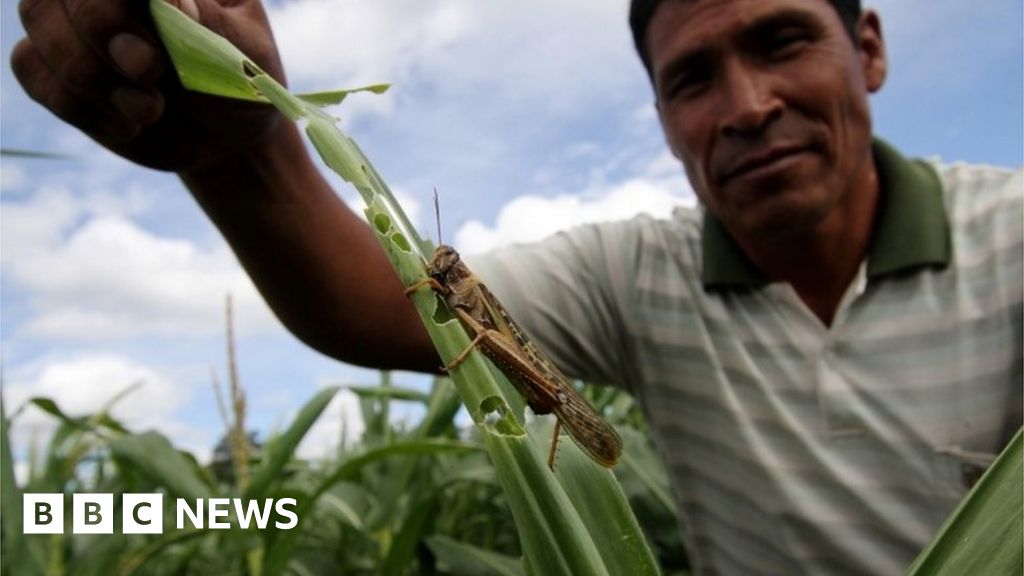 Bolivia begins fumigation against locust plague - BBC News