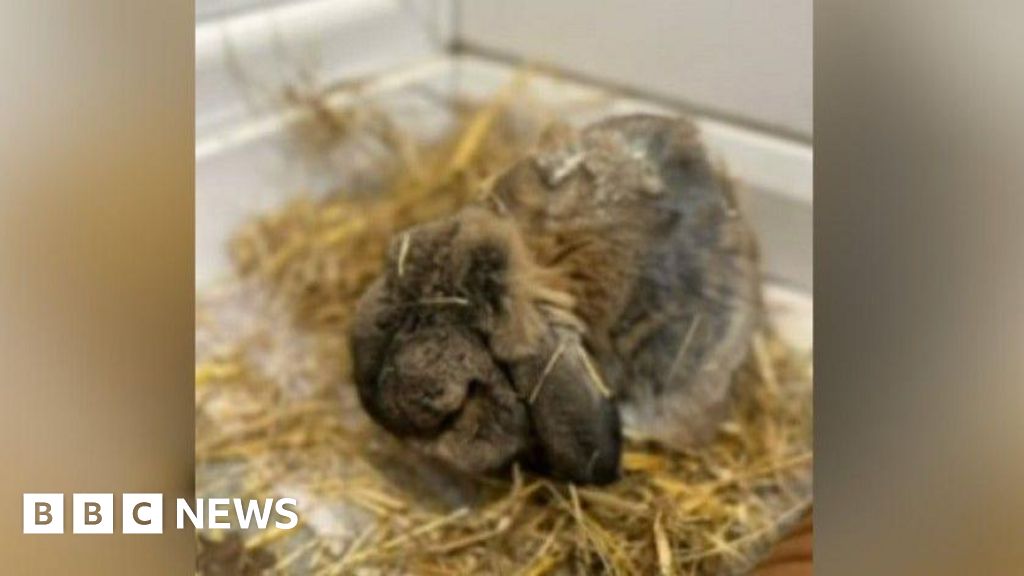 RSPCA warning after rabbit dumped in litter tray in Hull
