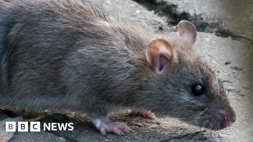 Spalding: Call for action over town centre rat sightings
