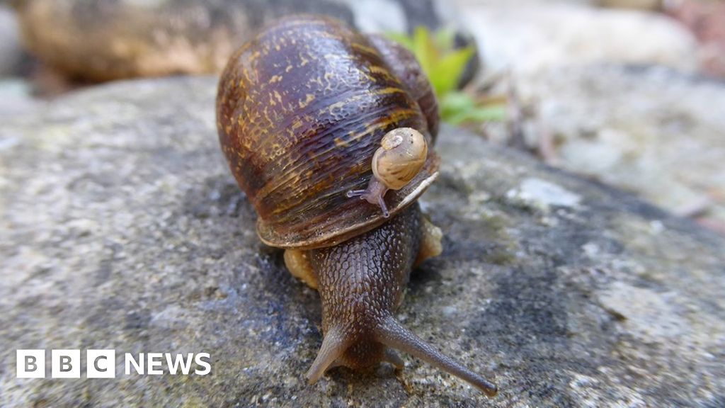 Rare 'lefty' snail left on the shelf - BBC News