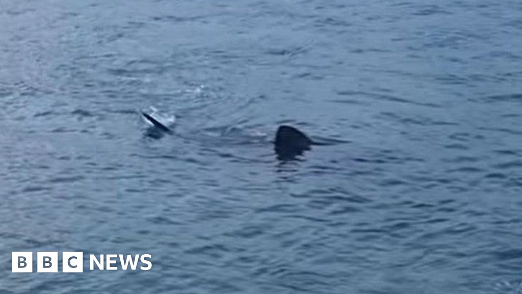 'Exciting' harbour sighting of basking shark in Cornwall - BBC News