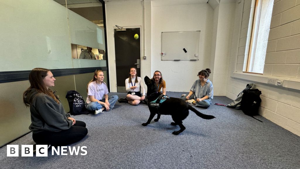 Therapy dogs help students' wellbeing during exams - BBC News