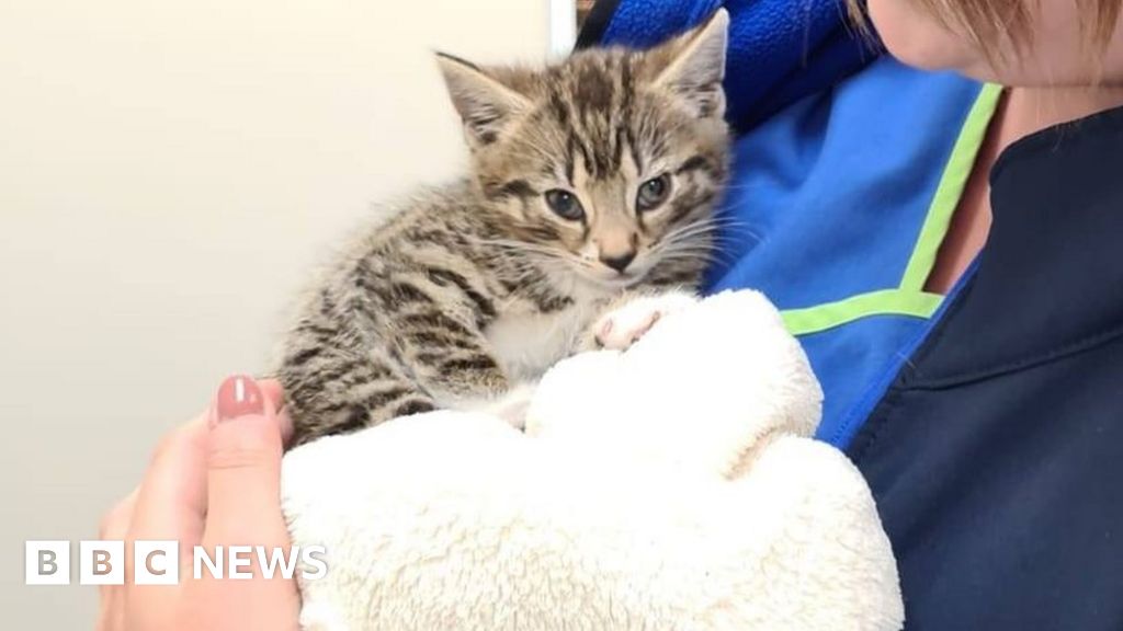 Kitten dies after being thrown from car in Tipton - BBC News