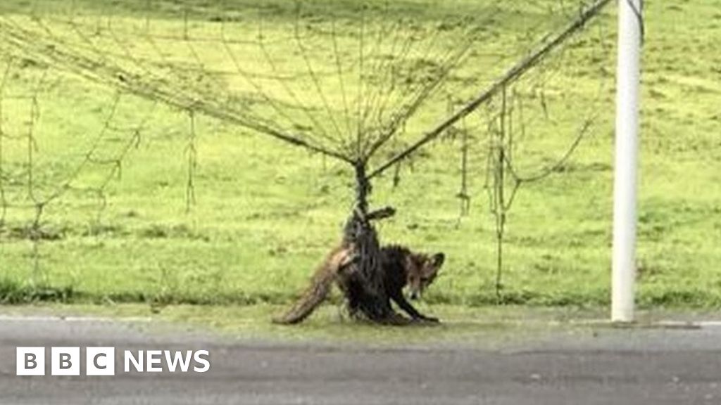 Manchester fox freed after getting tangled in football goal netting