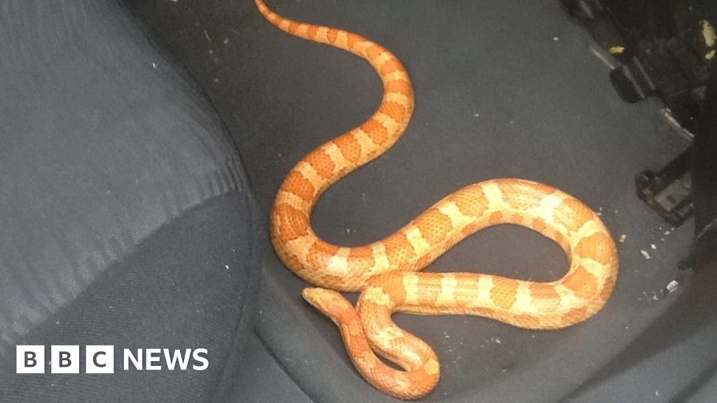 Mold taxi driver finds 4ft snake in cab - BBC News