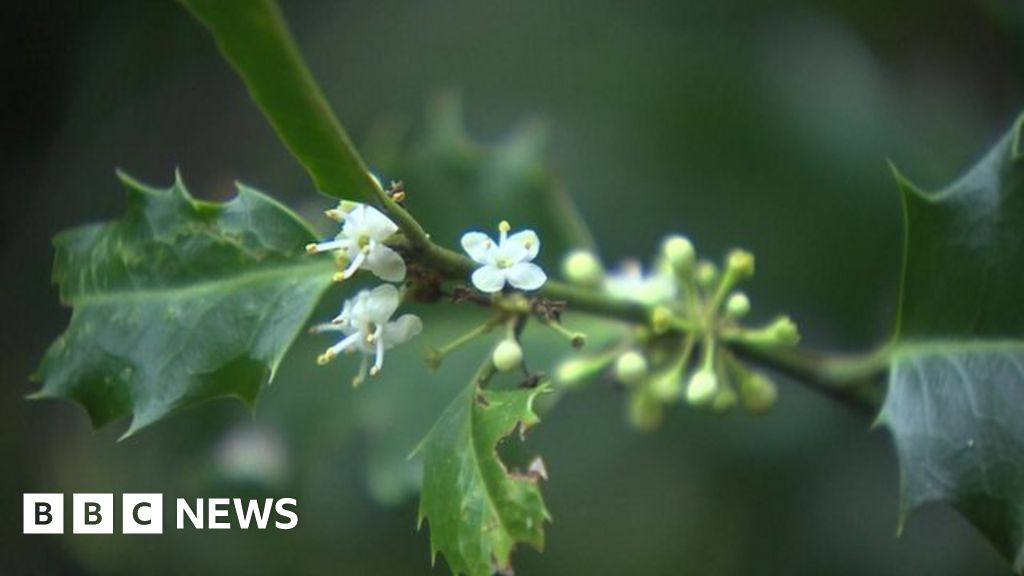 Holly blooms early due to warm weather - BBC News
