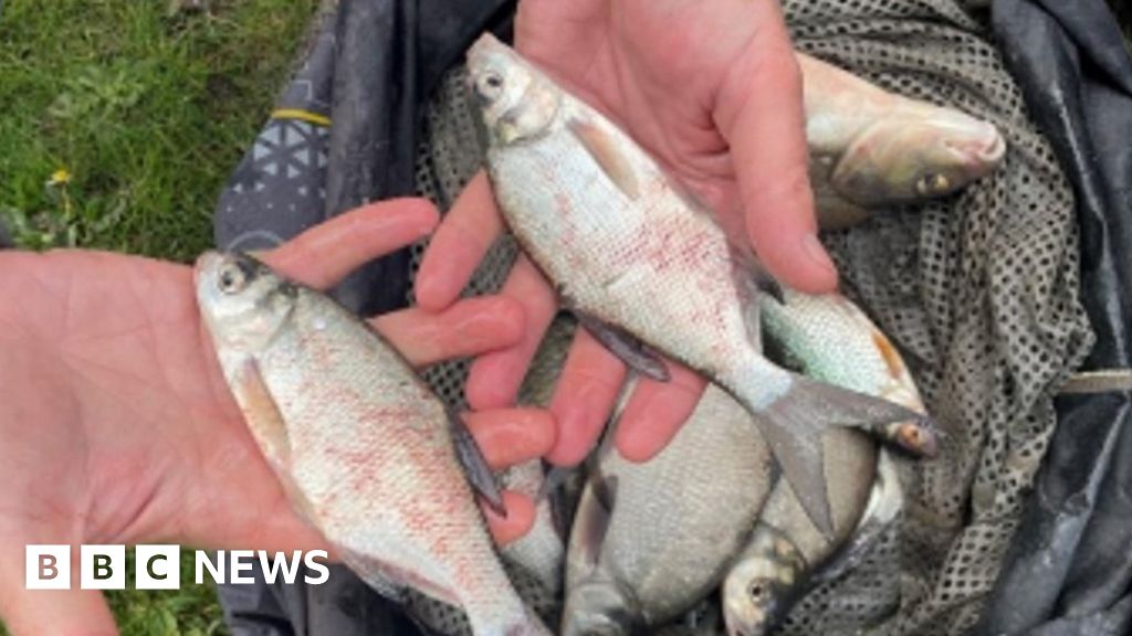 Worksop: Parasite linked to mass fish deaths at lake - BBC News