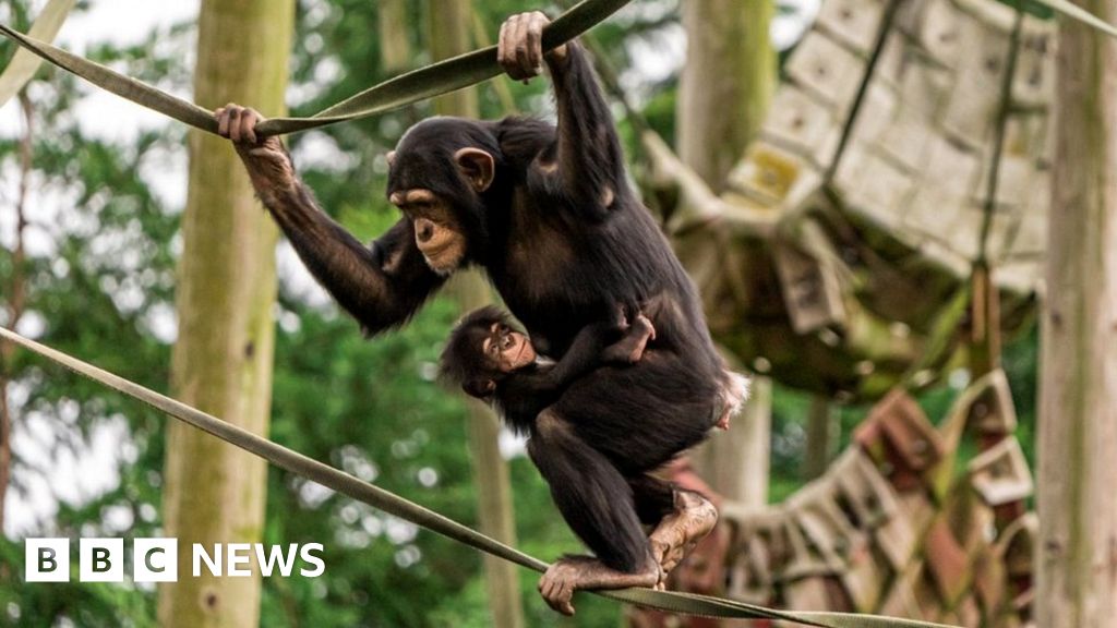 Chester Zoo joins Cheshire Science Corridor initiative - BBC News