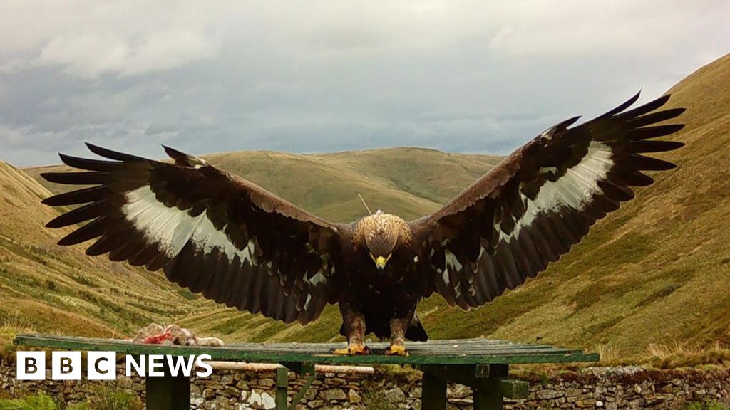 Missing golden eagle was shot in southern Scotland, police believe ...