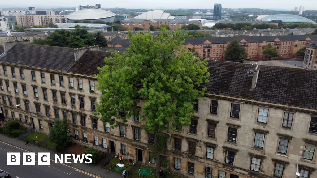 Glasgow's Argyle Street Ash named Tree of the Year - BBC News