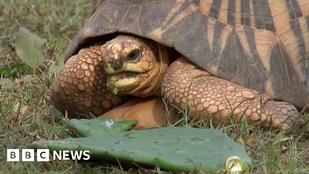 These trafficked animals found shelter in Los Angeles
