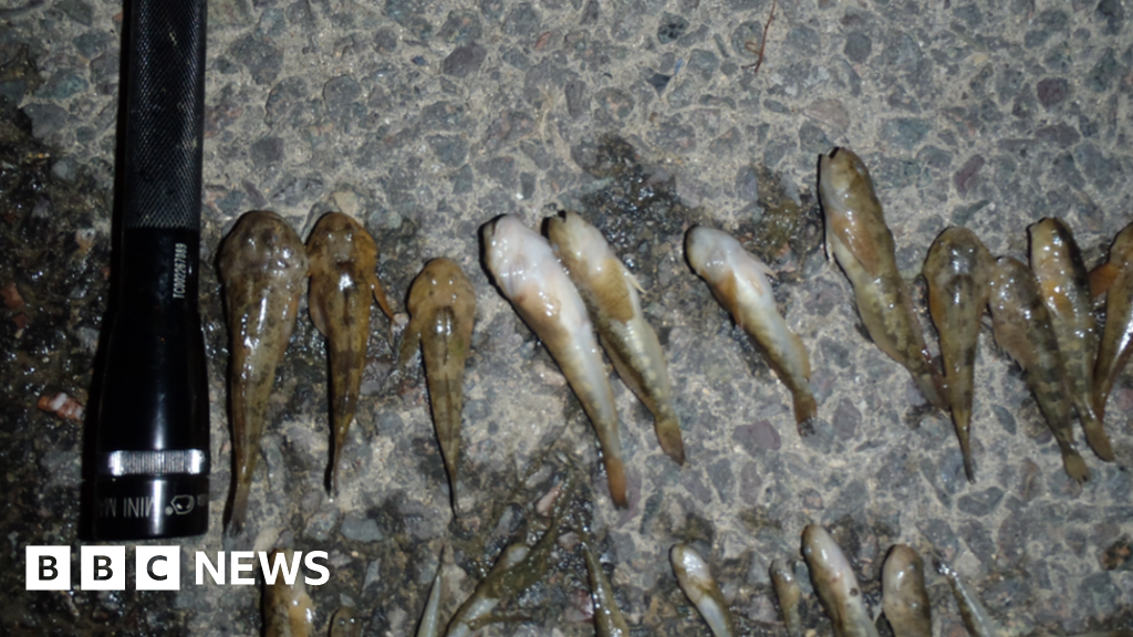 Thames Water fined £2m for raw sewage pollution - BBC News