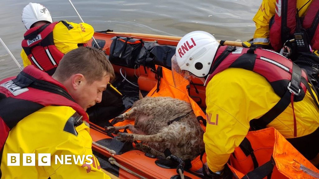 Flint RNLI lifeboat crew rescues sheep stuck in mud - BBC News