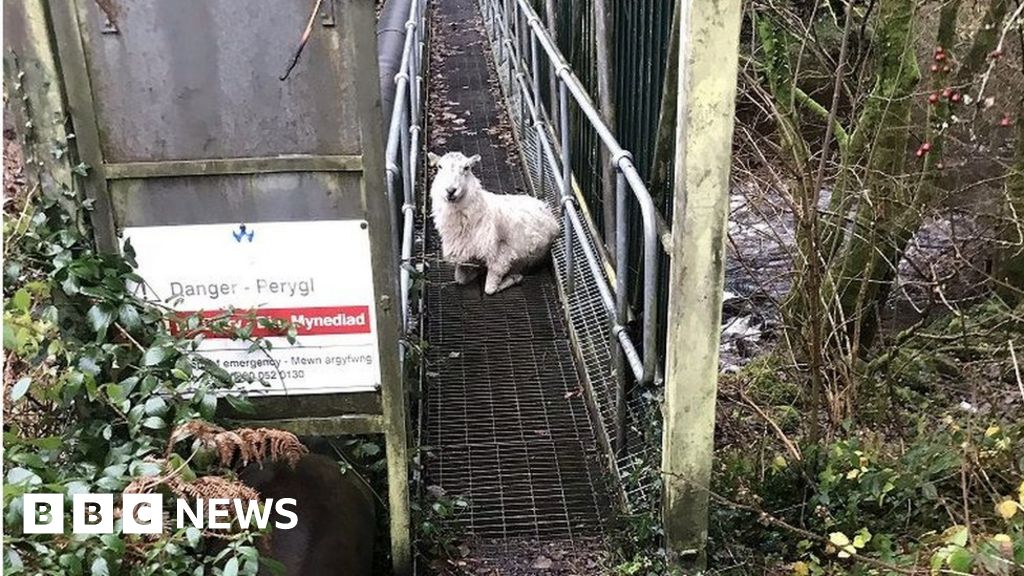 Stuck sheep rescued with sunflower oil in Merthyr Tydfil