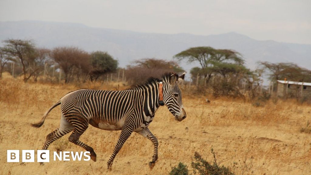 Marwell Wildlife using GPS collars to help endangered zebra - BBC News