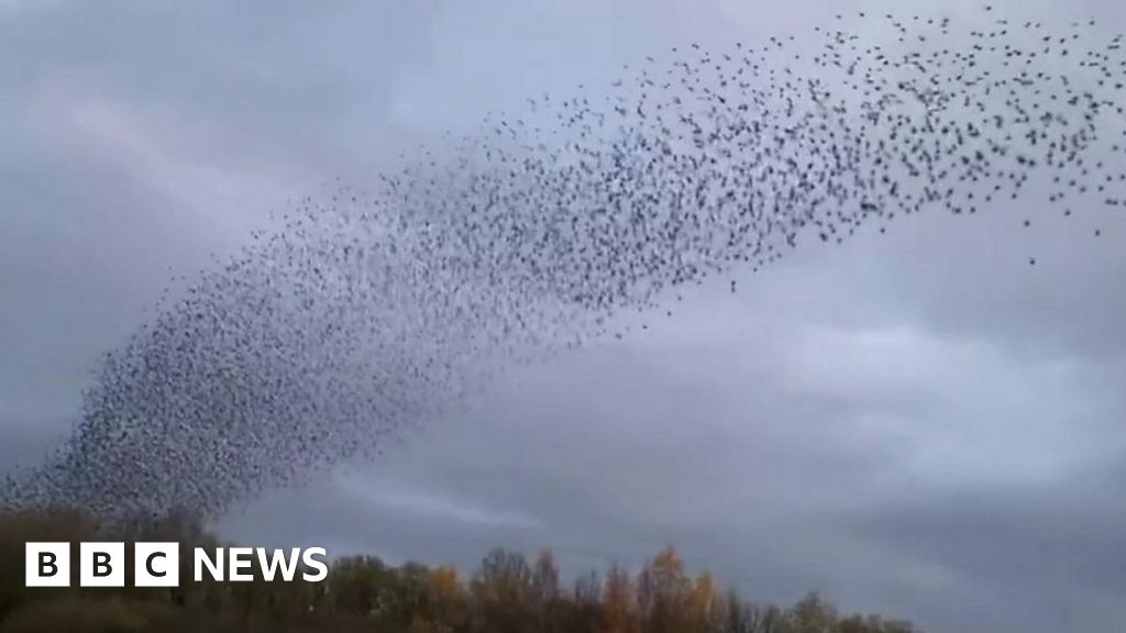 Stunning starling murmuration captured near Preston nature reserve - BBC News