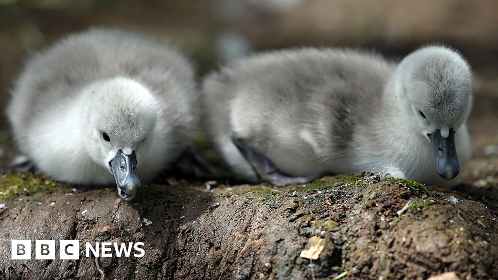 Cygnet killed by dog at nature reserve near Lockerbie - BBC News