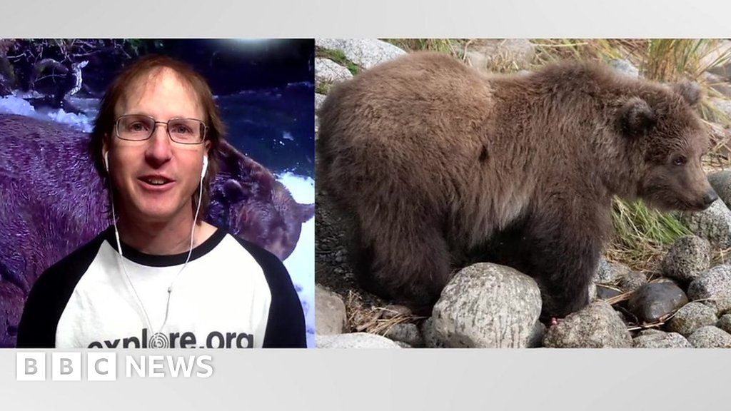 What it takes to win 'Fat Bear Week' - BBC News