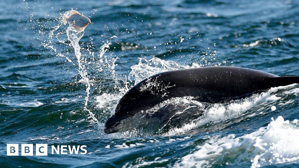 Flying fish: Moray Firth dolphin plays with its meal - BBC News
