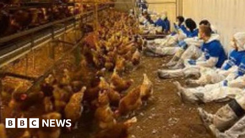 RSPCA Assured probes Hoads Farm after 'shocking' video