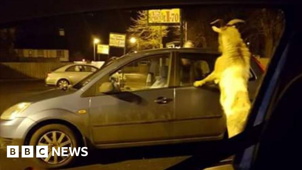 Stray goat goes wild at Carrickfergus shop - BBC News