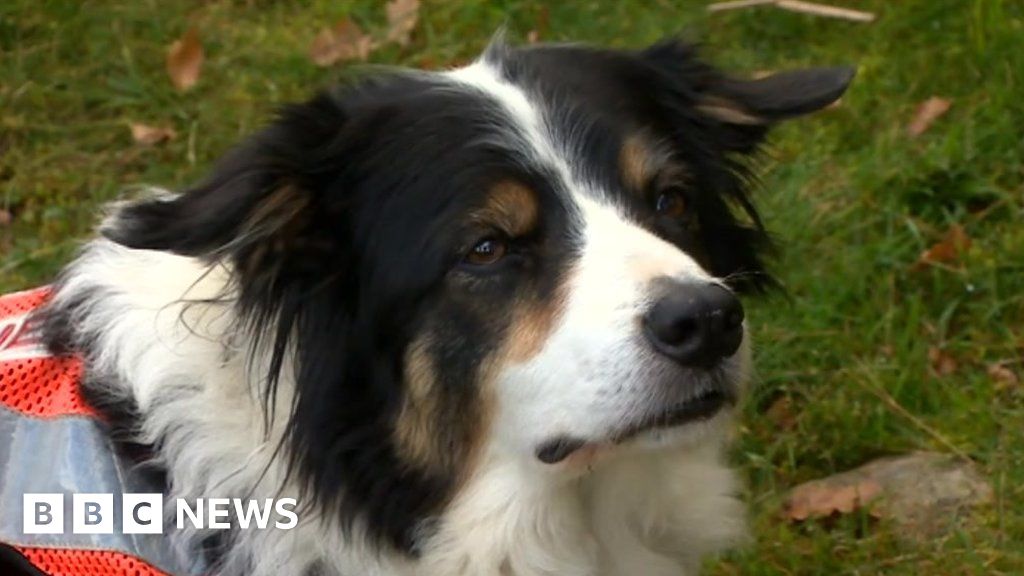 Cumbria search dog Ginny makes 250th rescue - BBC News