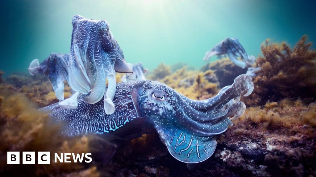 Sir David Attenborough to present Blue Planet sequel - BBC News