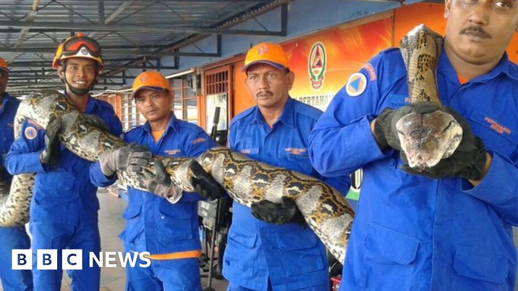 'Longest-ever' captured python dies in Malaysia - BBC News