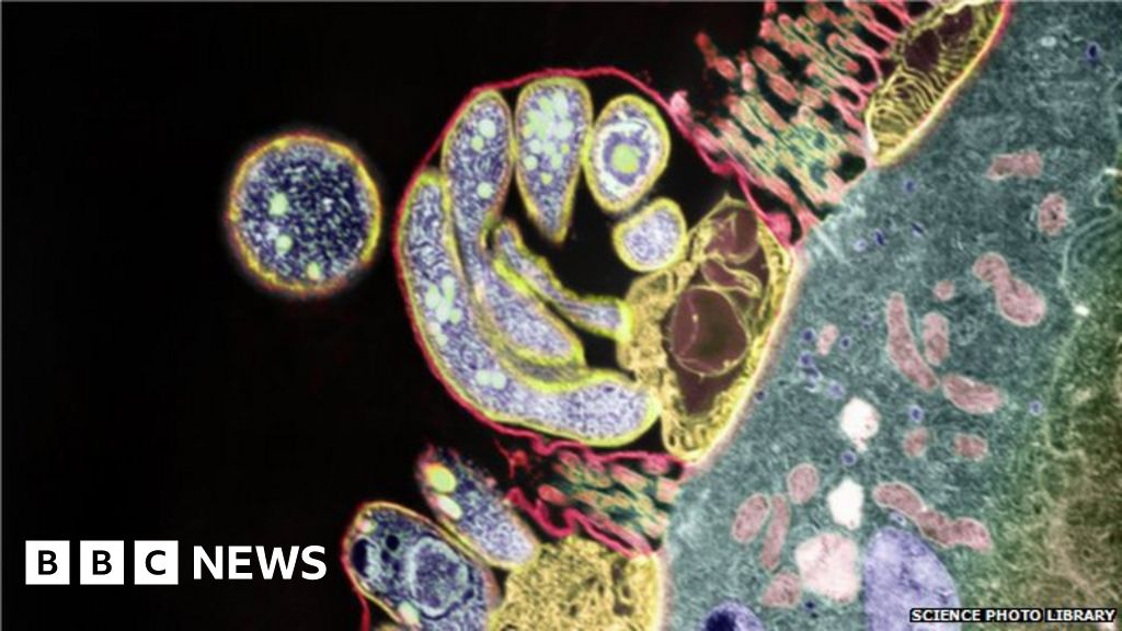 How dangerous is cryptosporidium? - BBC News