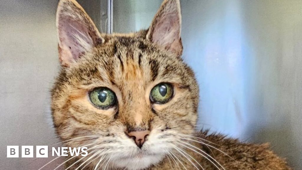 Children dump cat, 22, in Wymondham wheelie bin - BBC News